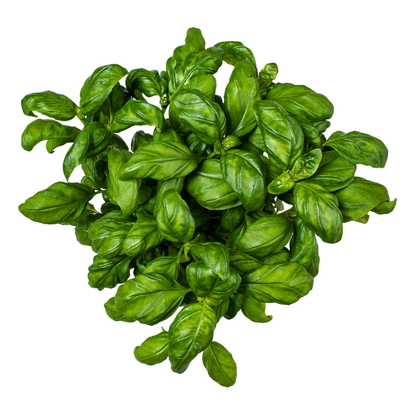 Basil Italian Hydroponically Grown – Vexotics